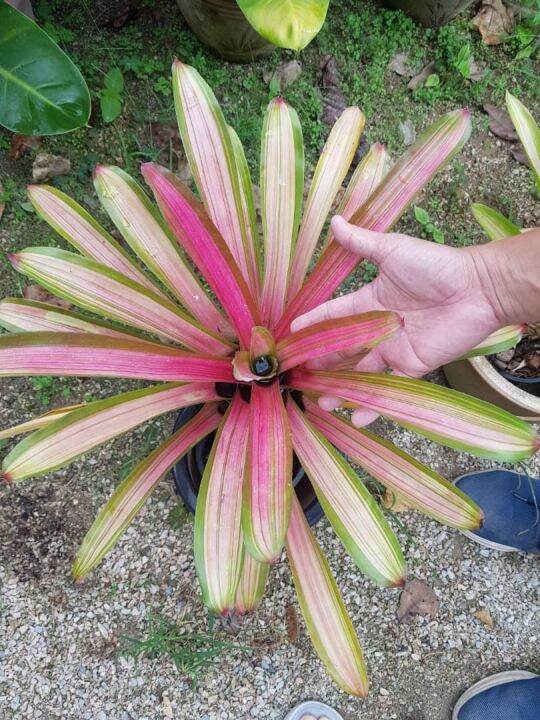 Bromeliad Neregelia Tricolor ( Cutting ) | Lazada