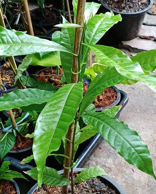 ABIU TREE - Yellow Star Apple - Pouteria caimito - TAIWAN / ต้นเอบิว อะ ...