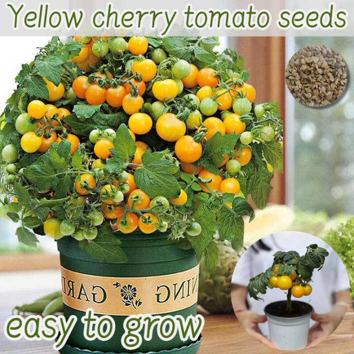 [Fast Growing] Yellow Cherry Tomato Seeds for Planting Vegetable Plants (100pcs/bag) Dwarf Fruit ...