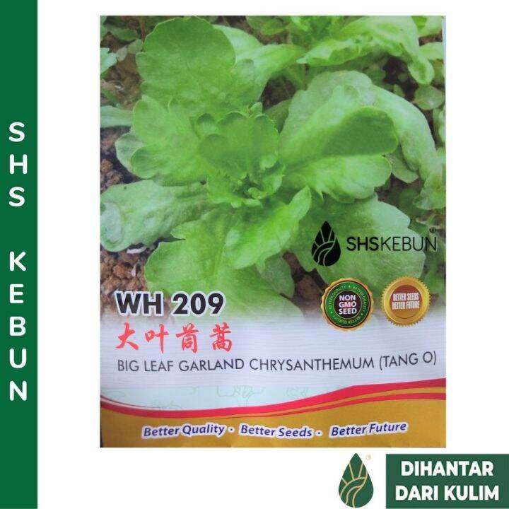 Benih Sayur Kewa Daun Besar 大叶茼蒿 Seed non-GMO WH 209 Big Leaf Garland ...