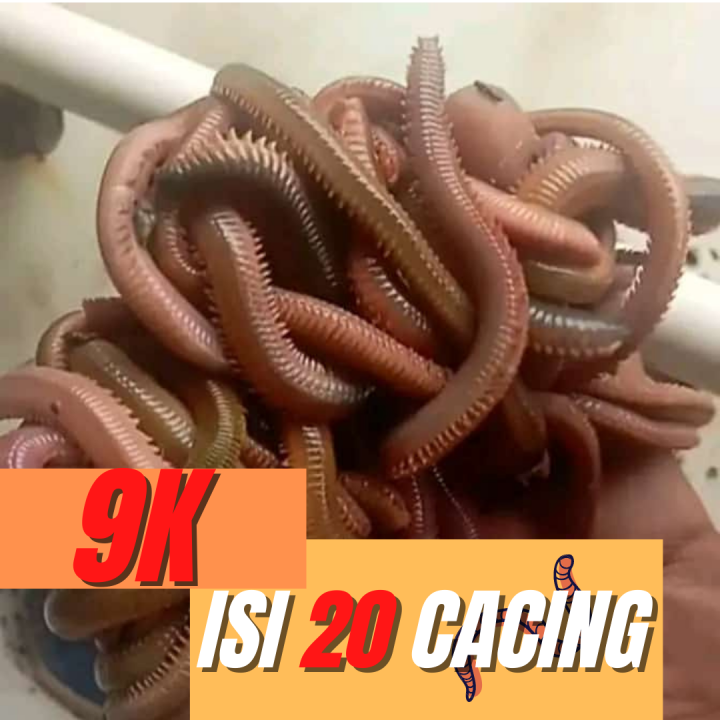 Umpan Cacing laut Lengki cacing kilung | Lazada Indonesia