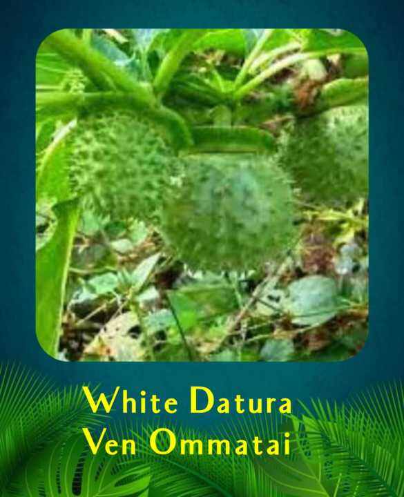 LIVE PLANT-VEN OOMATHAI/WHITE DATURA/DATURA STRAMONIUM/THORN APPLE | Lazada