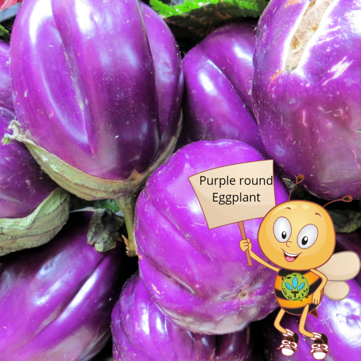 talong purple round binhi pantanim 10 seeds outdoor vegetable garden ...