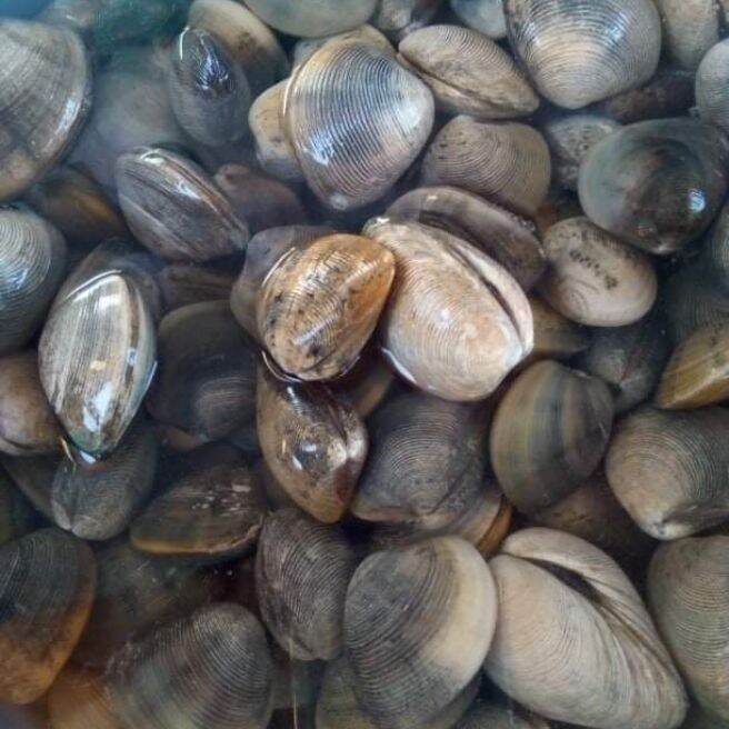 halaan | Lazada PH: Buy sell online Other Seafood with cheap price ...