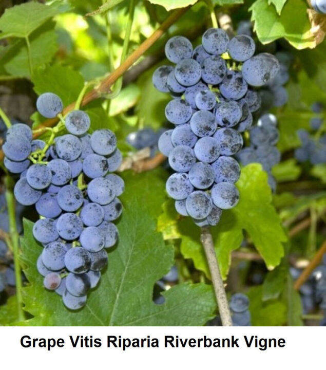 Seed Riverbank Frost Grape Edible Vitis Riparia Garden Vine Fruit Juicy ...