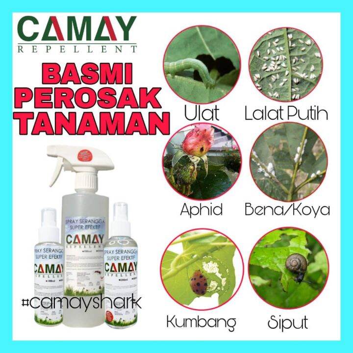 HOT SELLING!! RACUN ORGANIK SPRAY SERANGGA TANAMAN ULAT, KUMBANG ...
