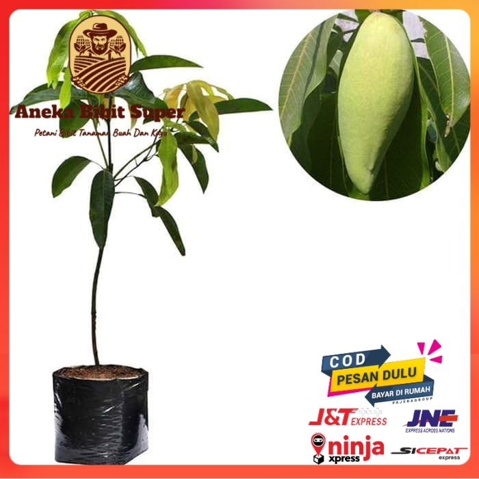 KWALITAS TERBAIK Bibit tanaman buah Mangga Okyong | Lazada Indonesia KWALITAS TERBAIK Bibit tanaman buah Mangga Okyong | Lazada Indonesia