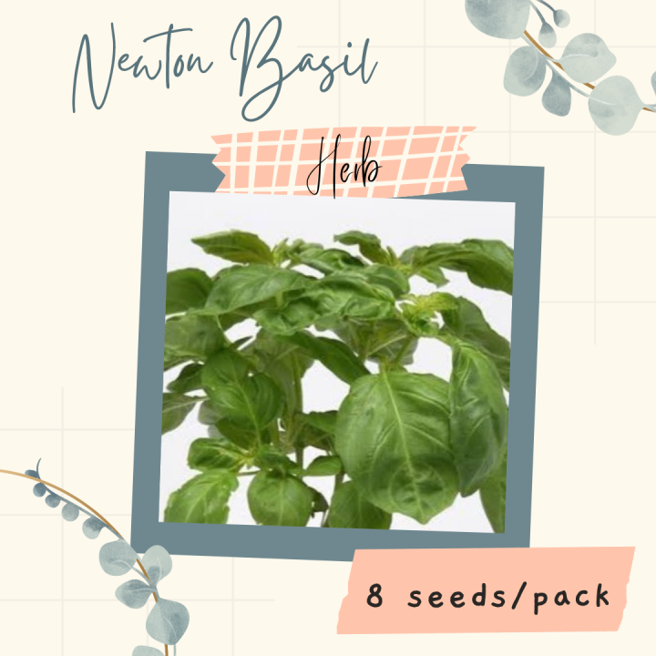 Newton Basil Seeds for Planting (8 seeds) HERB | Lazada PH