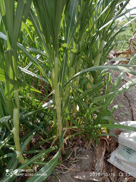 Bibit Rumput Gama Umami per kg , 1 kg isi 20 stek , gajahan Gama Umami ...