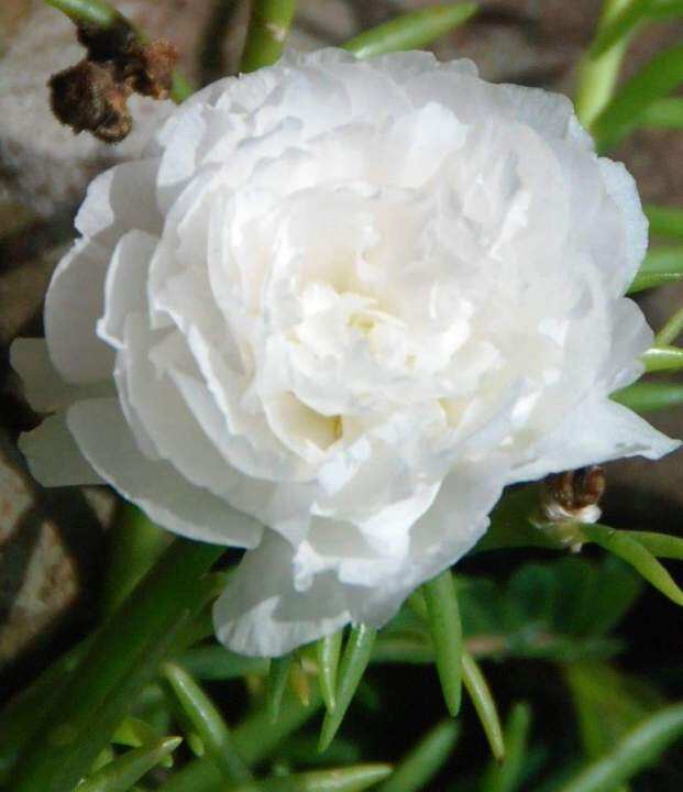 MDC- Portulaca Grandiflora- White Carnation (Pokok rose jepun jenis ...
