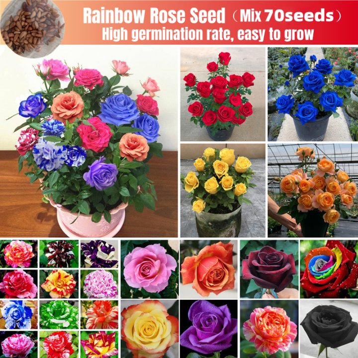 [Easy To Grow In Philippines] 70pcs Rainbow Rose Flower Seeds for ...
