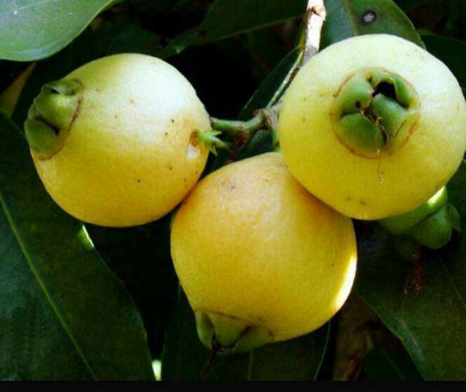 Pokok Jambu Mawar | Lazada