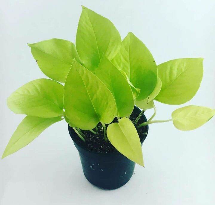 tanaman bunga hias sri gading love - tanaman bunga sri gading love ...