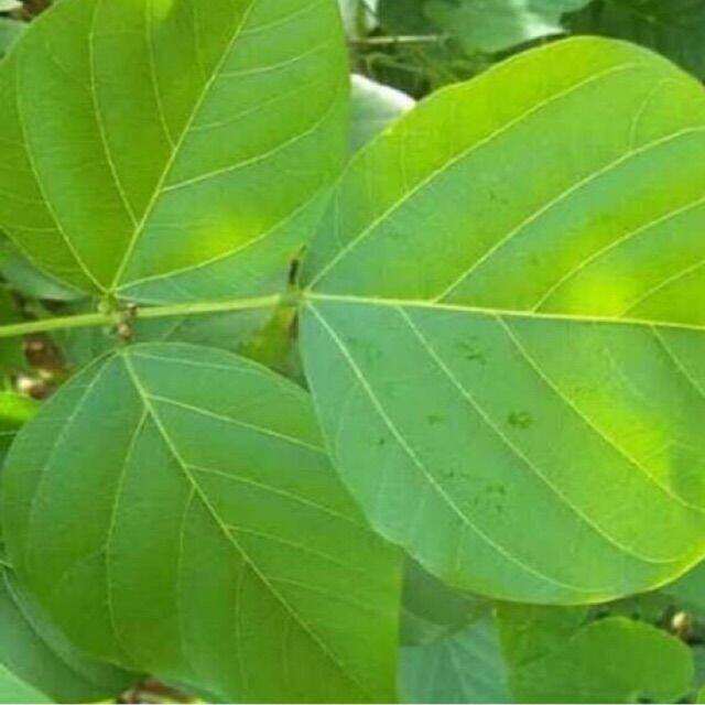 Daun dadap serep segar 500 gram | Lazada Indonesia