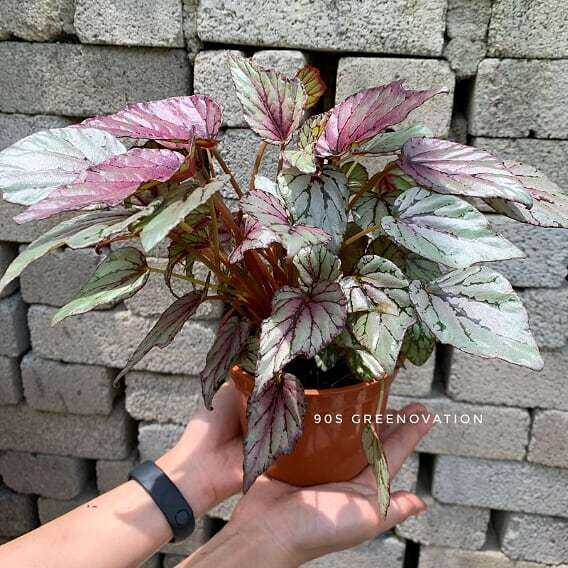 90s Greenovation indoor Plant Begonia Rex Hugh McLaughlin | Lazada