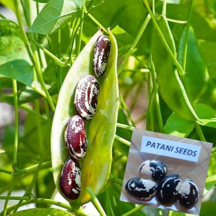50 Seeds (buy 2 get 1 free) Patani Lima Beans for Sale Easy To Planting ...
