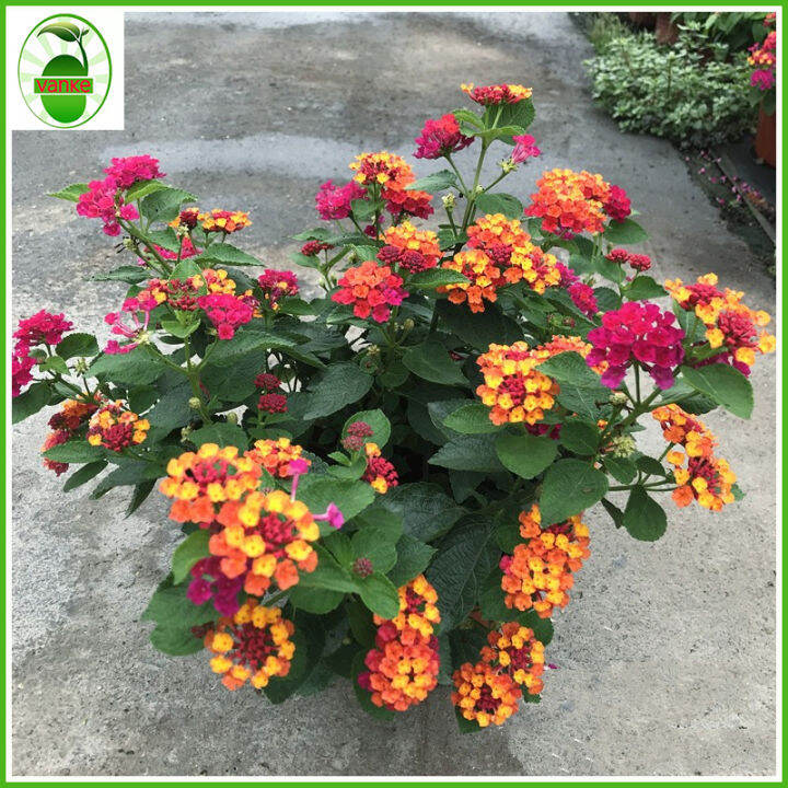 VK131（20seeds）Five-color plum Ruyicao Colorful flowers Wu Lei Dan Five ...