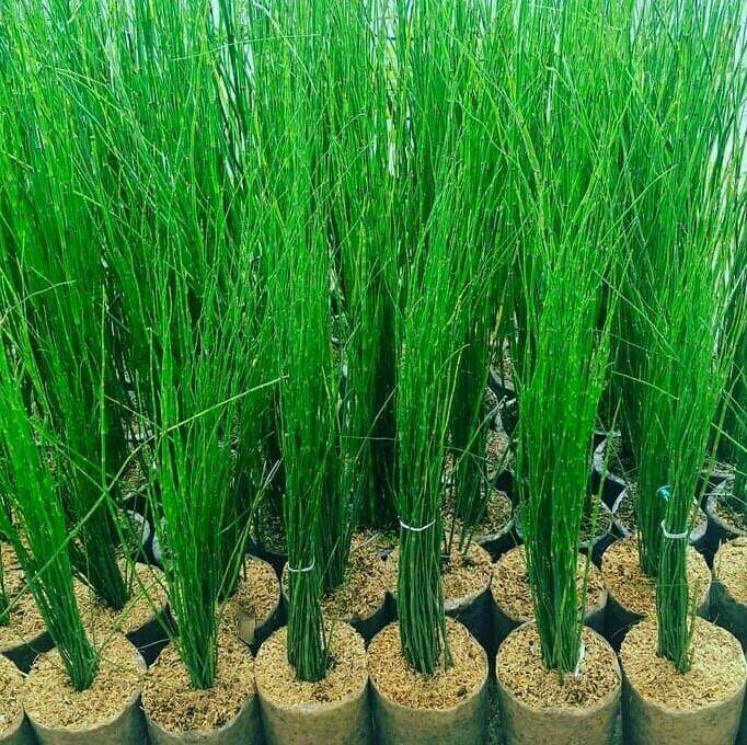 tanaman hias bambu air / Pohon Bambu Air | Lazada Indonesia