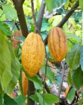 Buah Koko Malaysia