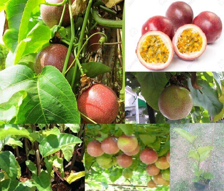 Local Ready Stock Red Passion Fruit Seeds/ Anak Pokok Markisa Merah ...