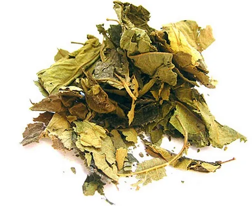 simplisia daun jati belanda 1 kg | Lazada Indonesia