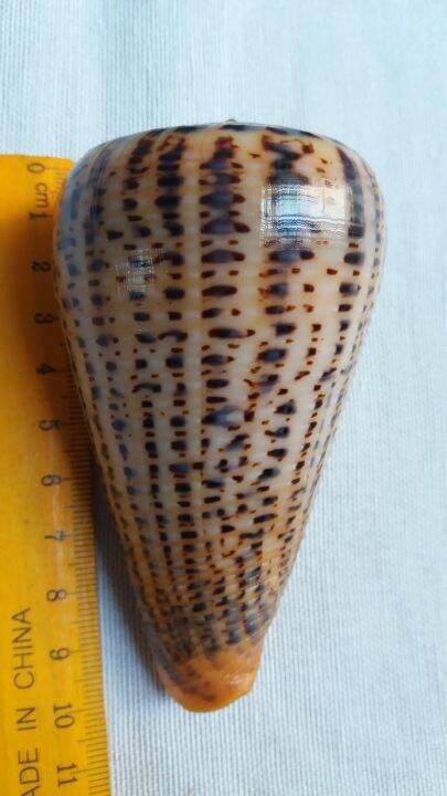 Sea shell Conus suratensis BIG SIZE, GEM,,perfect pattern "CONIDAE ...