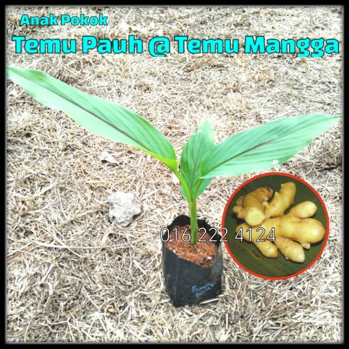 Anak Pokok Temu Pauh dalam Polibag | Lazada