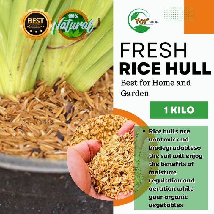 1 kg Fresh Rice Hull or Ipa Panglagay sa Halaman l Organic Fertilizer ...