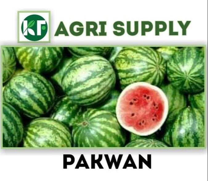 HIGH YIELDING WATERMELON EASY TO GROW VEGETABLE SEEDS (13 SEEDS) - HIGH ...