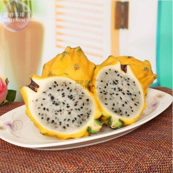 Biji Buah Naga Kuning (Rare Large Yellow Dragon Fruit) | Lazada Indonesia