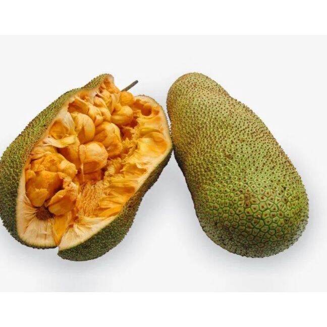 KWALITAS TERBAIK Bibit Tanaman Buah Cempedak | Lazada Indonesia KWALITAS TERBAIK Bibit Tanaman Buah Cempedak | Lazada Indonesia