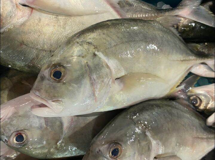 Ikan Nyok-Nyok Putih | Lazada