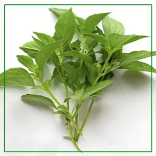 KEMANGI biji bibit seed seeds Benih Kemangi Lalap Unggul Berkualitas ...