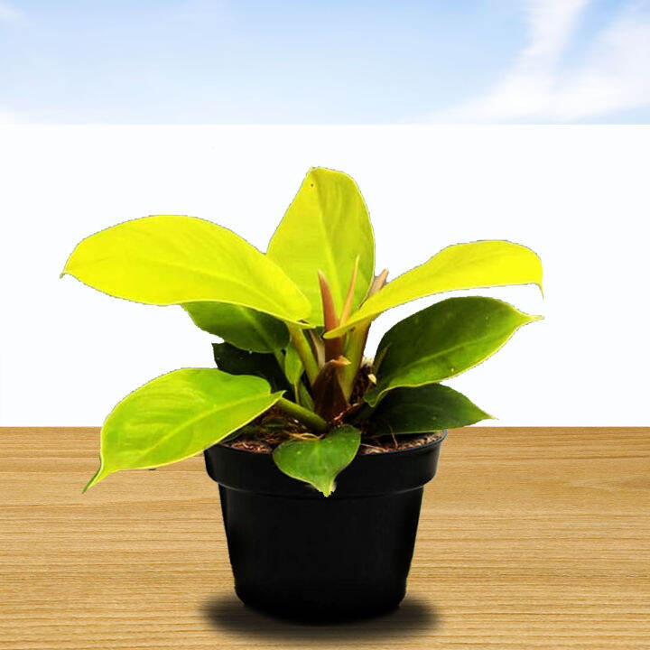 tanaman hias hidup philo moonlight lemon | Lazada Indonesia
