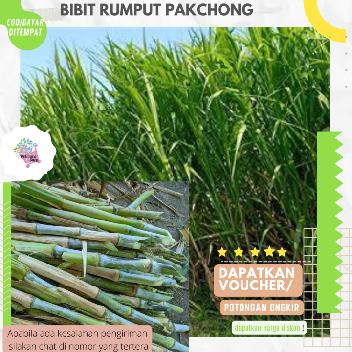 Benih Bibit Tanaman Rumput Pakcong Pakchong Per 100 Batang | Lazada ...