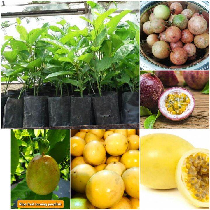 Passion Fruit sapling / Anak Pokok Markisa (Live Plant) ( GOLDEN YELLOW ...