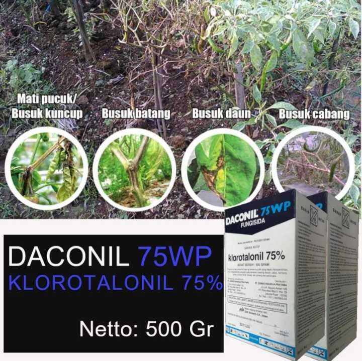 DACONIL 75 WP isi 500 GRAM/klorotaronil 75%/pestisida fungisida kontak/untuk pengendalian ...