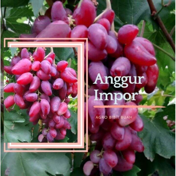 Ready Tanaman Anggur Imppor Varietas Dubovsky Pinkk | Lazada Indonesia