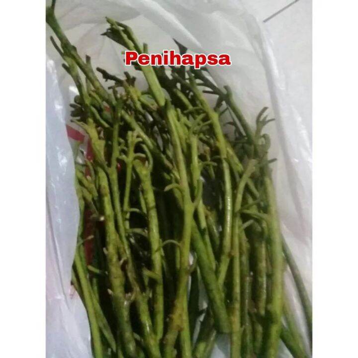 Entress Alpukat Cuba Valid Super | Lazada Indonesia