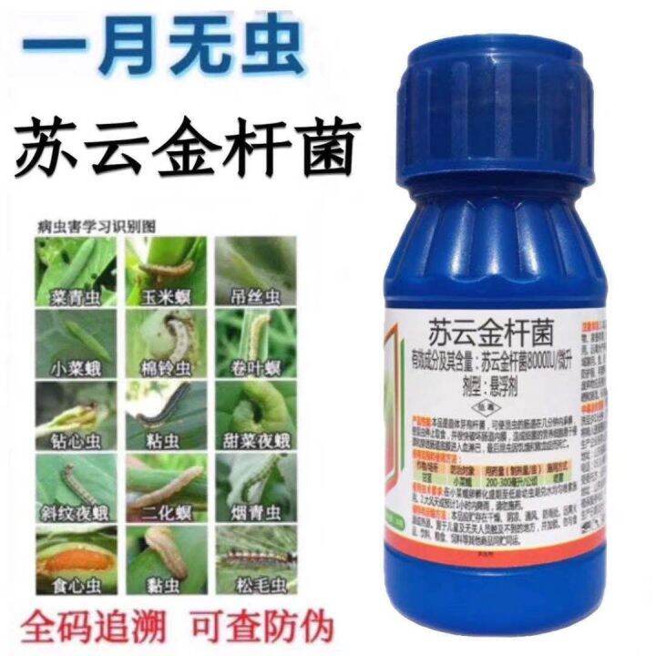 Bacillus Thuringiensis In January Without Insects Vegetable Cabbage ...