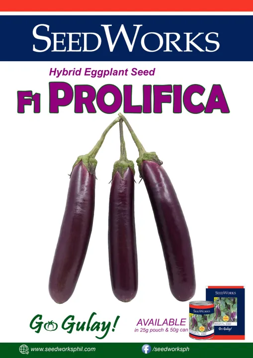 PROLIFICA F1 HYBRID EGGPLANTS BY SEEDWORKS CLUSTER TYPE GREEN CALYX ...