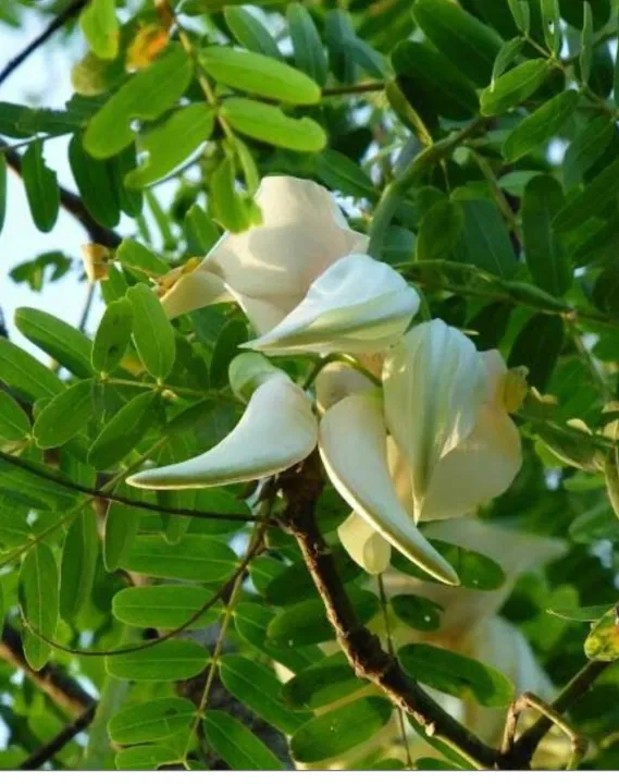 Hummingbird Tree Katuray Flower Plant Seeds DIY Home Garden White ...