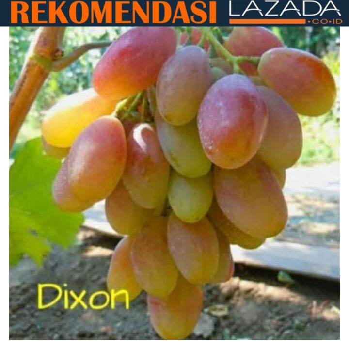 Bibit Anggur Dixon Import Grafting Anggur Import Okulasi Wisata ...