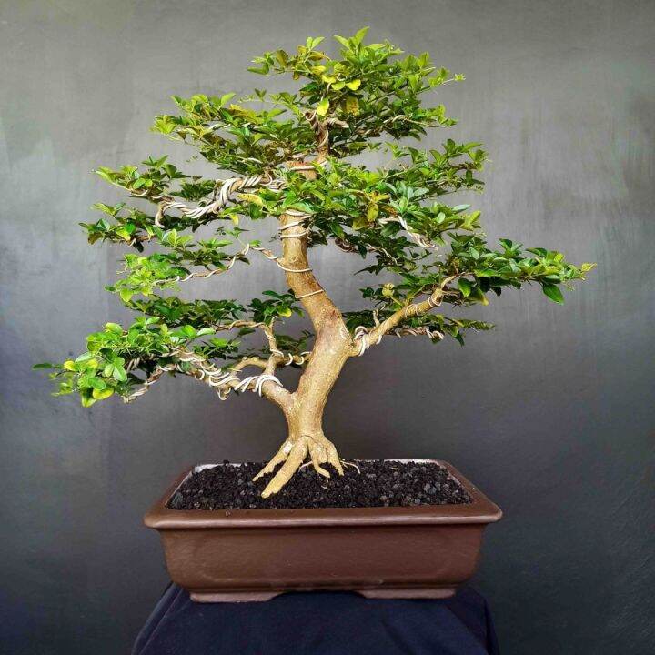 Bonsai Tanaman Hias Pohon Jeruk Kingkit Berkarakter Gaya Natural ...