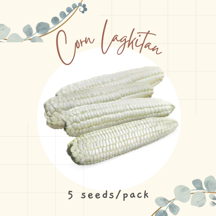 CORN Lagkitan Seeds for Planting (5 seeds) FRUIT | Lazada PH