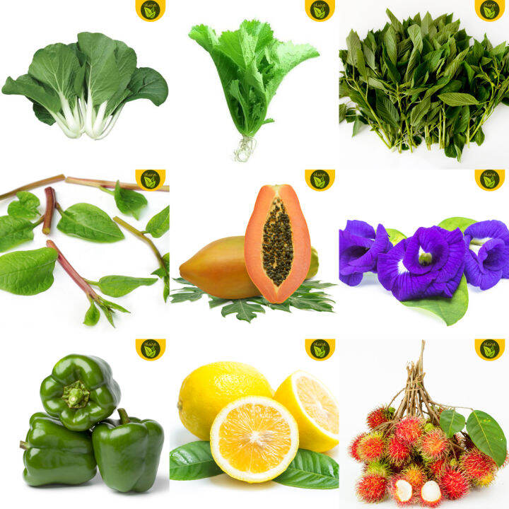 all in! 9 in 1 pack seeds binhi pantanim 100 pechay 100 mustasa 50 ...