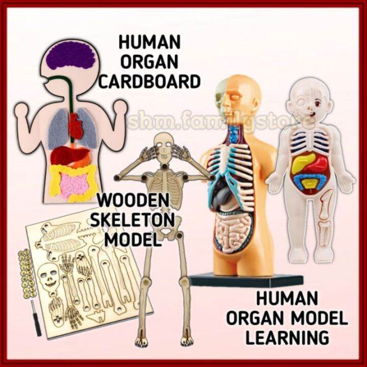 Human Organ Felt Cardboard Miniature Human Body Model Anatomy Skeleton ...