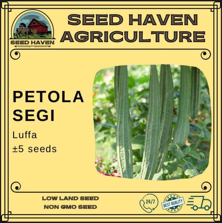 PATOLA TAGALOG SEEDS Luffa Ridged Variety Vegetable Seeds(5 Seeds ...