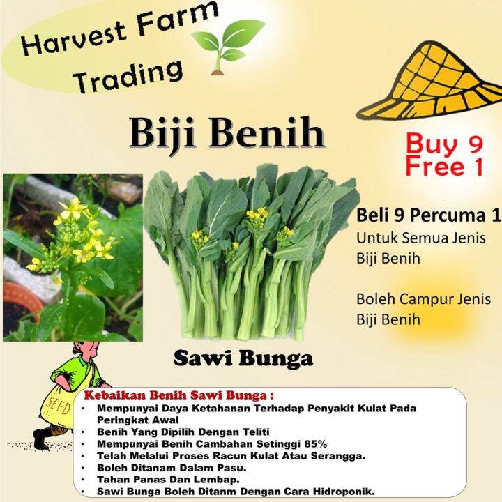 Benih Sawi Bunga 200Pcs+- biji bibit sawi hijau sayur sayuran pelbagai ...