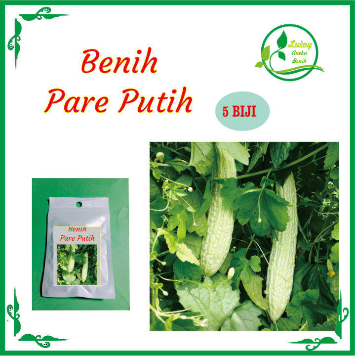 BENIH PARE PUTIH ISI 5 BIJI | Lazada Indonesia